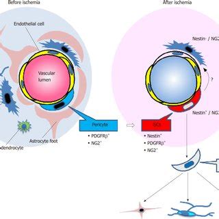 Schematic Representation Of The Fate Of Injury Ischemia Induced Download Scientific Diagram
