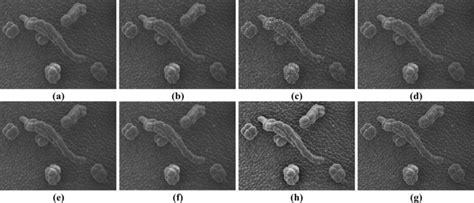 The Comparison Results Using A Natural Blurred SEM Image Set 3 A Download Scientific