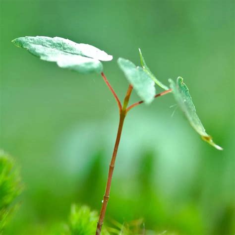 Offset Co2 By Ton Plant Trees Ecorand Co2 Fighter Npo