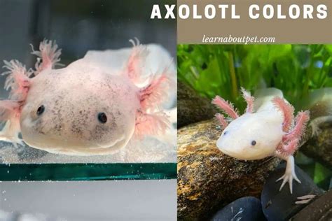 Axolotl Colors 25 Cool Morphs Explained In Detail 2026