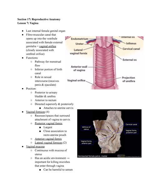 6 Vagina Section 17 Reproductive Anatomy Lesson 7 Vagina Last