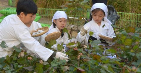 목화 따는 아이들