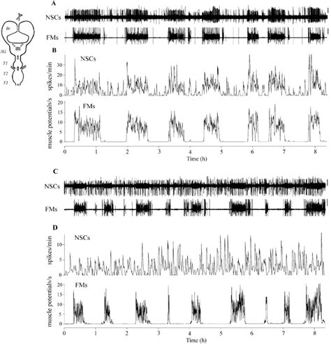 Variable Effects Of Bisection Of The Brain On The Rhythmic Activity Of