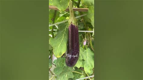 Fungsi Tricoderma Untuk Tanaman Trichoderma Berkebun Tipsberkebun