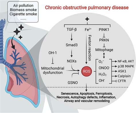 Exogenous And Endogenous Factor‐induced Ros Mediate Copd Pathogenesis