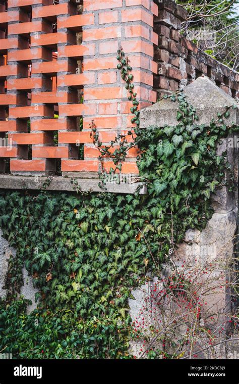 Brick Wall Texture With Foliage Old Rustic Red Block Brick Wall Background Stock Photo Alamy
