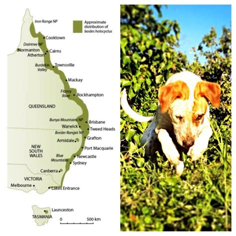 Tick Map Jack Russell Rescue