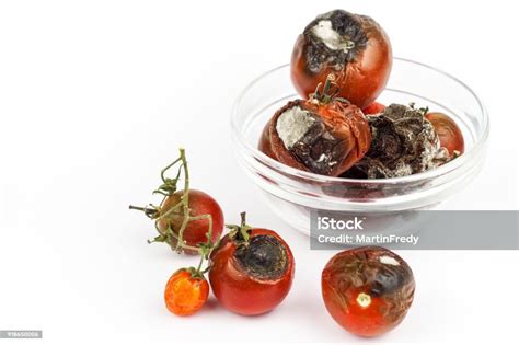 흰색 바탕에 유리 그릇에 토마토를 썩 건강에 해로운 음식입니다 야채 나쁜 스토리지입니다 음식에 곰 팡이 썩음에 대한 스톡 사진 및 기타 이미지 Istock