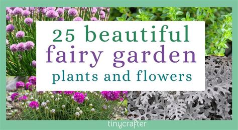 25 Best Fairy Garden Plants And Flowers Tiny Crafter Fairy Garden