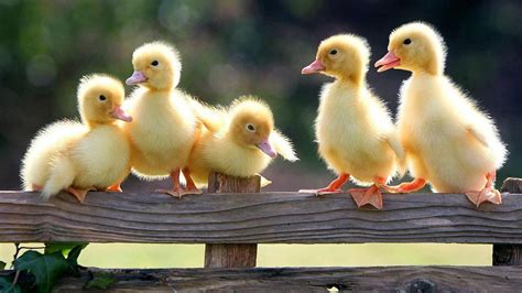 Spring Ducks Wallpapers Wallpaper Cave