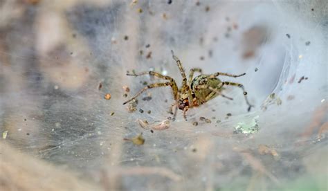 Common Spiders In Wyoming Id Guide For Homeowners