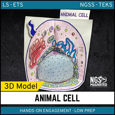 3d Animal Cell Models