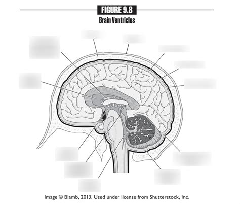 Brain Ventricles Diagram Quizlet