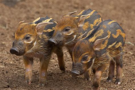 Wild Swine Pig And Hog San Diego Zoo Animals And Plants