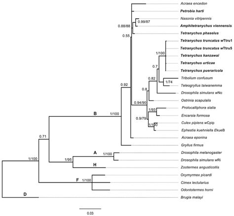 Bayesian Inference Phylogeny Of Wolbachia Based On The Concatenated Download Scientific Diagram