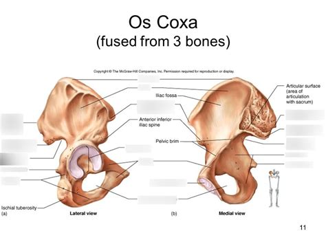 Os Coxa Diagram Quizlet