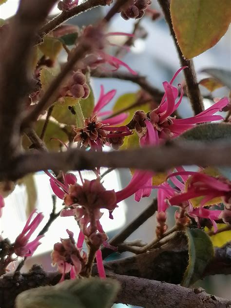 Loropetalum chinensis. 01 by ROSES87 on DeviantArt