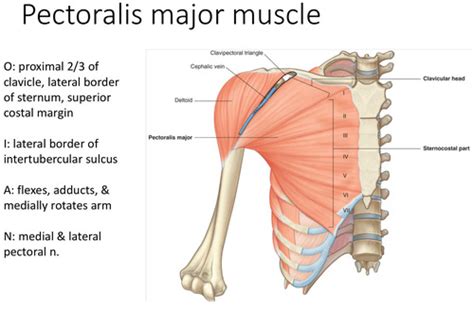 Human Anatomy Unit 2 Axilla Flashcards Quizlet Human Anatomy Unit 2 Axilla Flashcards Quizlet