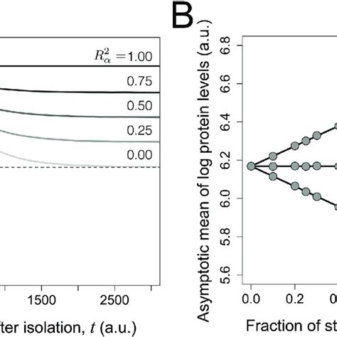 Simulation Of Transient Dynamics And Asymptotic Limits Of The Mean