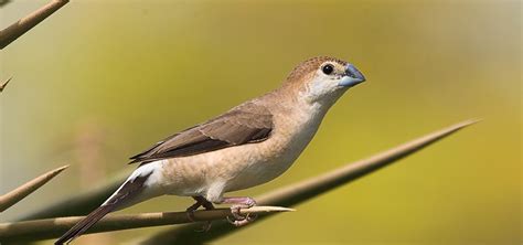 Sexing Birds