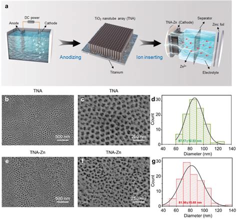 Generation And Morphological Analyses Of The Tna And Tna‐zn A
