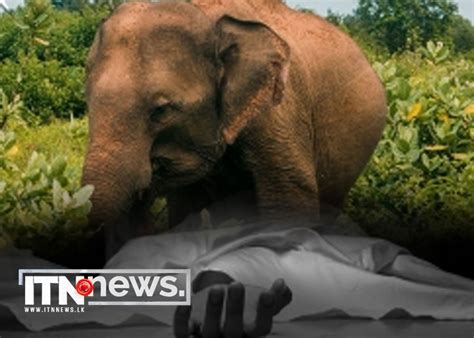 වන අලි ප්‍රහාරයකින් කාන්තාවක් ජීවිතක්ෂයට Itn News දේශීය පුවත්