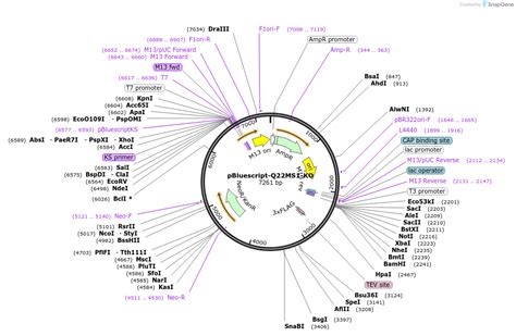 Addgene Pbluescript Q22ms1 Ko