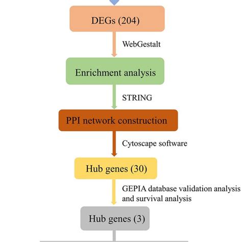 flowchart illustrating the screening and validation of hub genes in