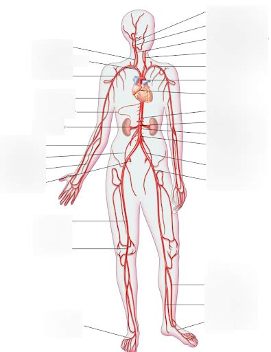 Arteries Diagram Diagram Quizlet