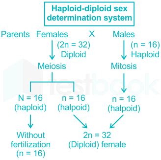 Sex Determination MCQ Free PDF Objective Question Answer For Sex Determination Quiz