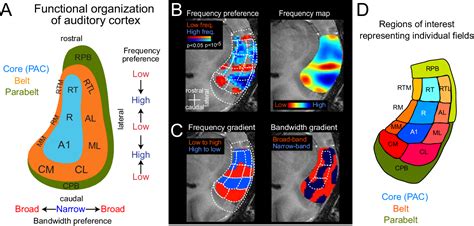 Figure 2 From Functional Imaging Reveals Visual Modulation Of Specific