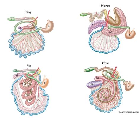 Gi Anatomy Flashcards At Violet Romero Blog