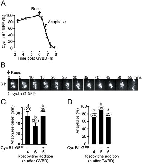 3 Anaphase In Oocytes With High Levels Of Cyclin B1 Gfp Following Download Scientific Diagram