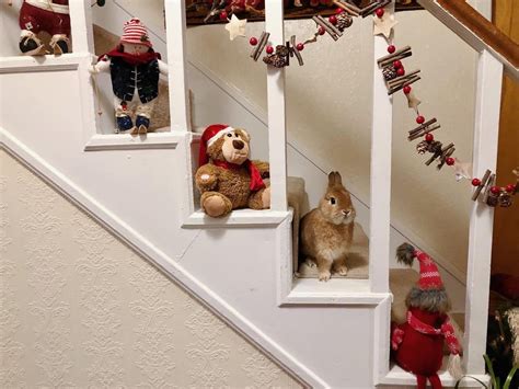 Spot The Imposter Rrabbits