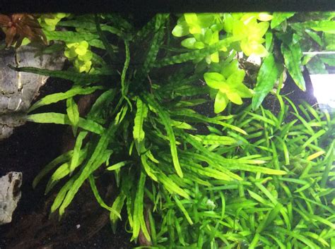 What Deficiency In My Needle Leaf Java Fern The Planted Tank Forum