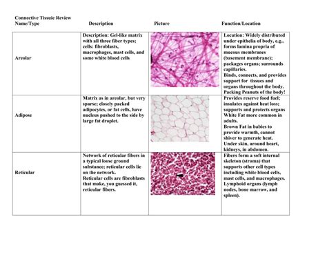 Reticular Fiber Histology