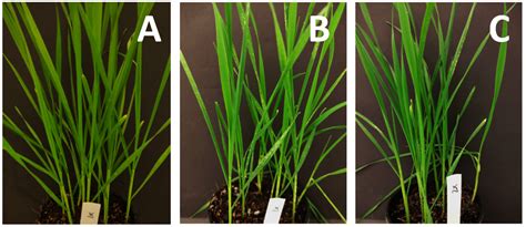 Fungicide Resistance In Wheat Powdery Mildew Grdc