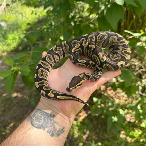 Ghi Ball Python For Sale Otw Exotics