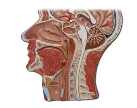 Upper Respiratory System Model Anatomy Quiz