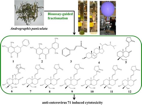 Isolation And Identification Of Andrographis Paniculata Chuanxinlian And Its Biologically
