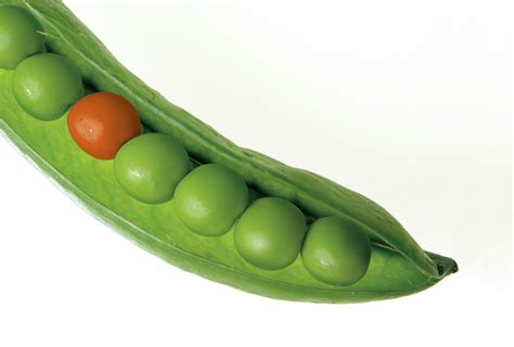 Single Green Pea