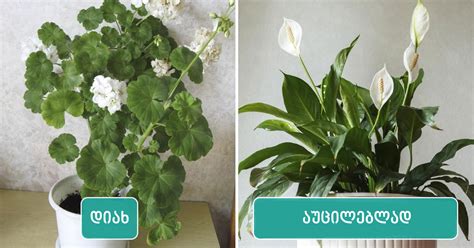 რა ხდება სახლებში სადაც თეთრი ორქიდეა ყვავის