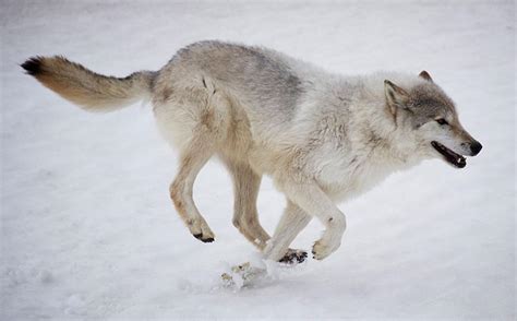 Black Wolf Running 1920x1200