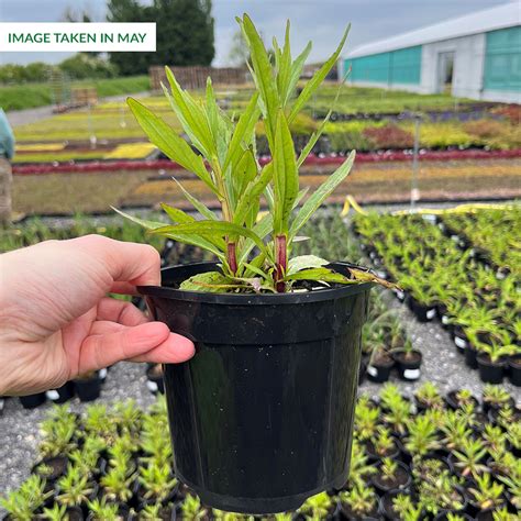 Helenium Ruby Tuesday 1l J Parker Dutch Bulbs