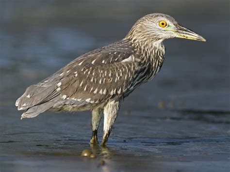 Black Crowned Night Heron Celebrate Urban Birds