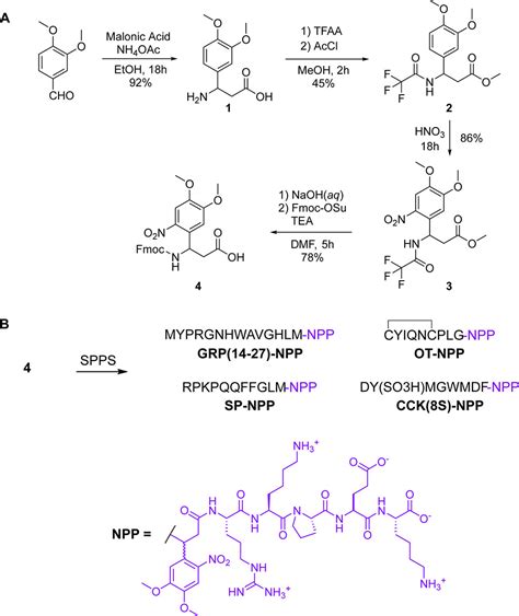 A Biomimetic C Terminal Extension Strategy For Photocaging Amidated Neuropeptides Journal Of