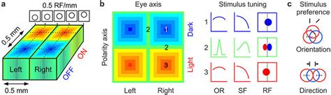 The Eye Polarity Grid And The Multi Dimensional Map Of Stimulus Space Download Scientific