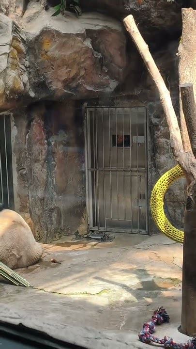 萌二背后一凉 感受到了班主任趴窗户的压迫感😂 Panda 一起玩耍一起成长真好呀 Cute Youtube