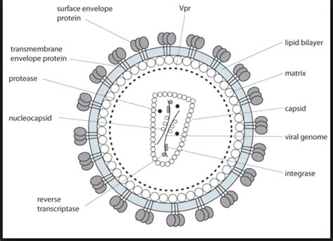 Viruses Diagram Quizlet