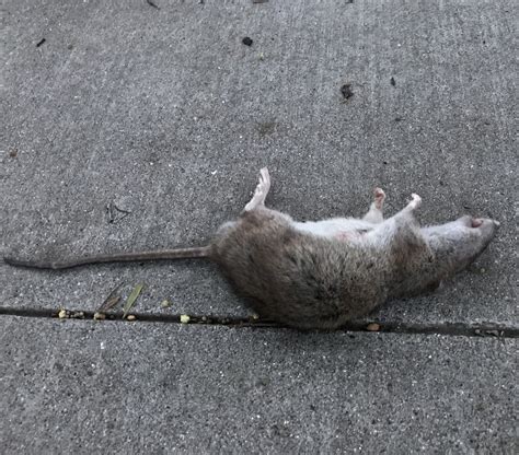 Rodenticides